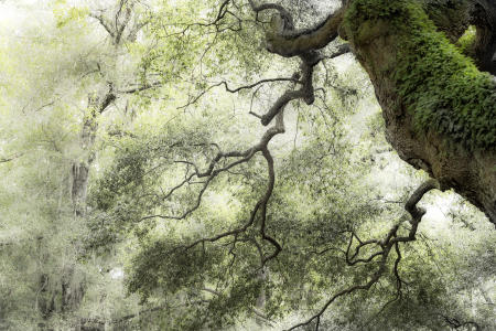 The Structural Landscape | Anice Hoachlander Fine Art Photography